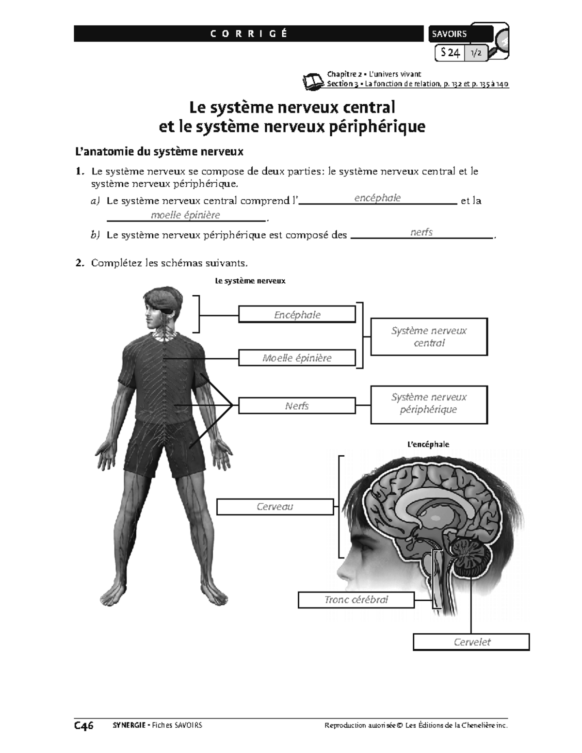 Synergie 3 S24 Chapitre 2: Système Nerveux Central et Périphérique ...