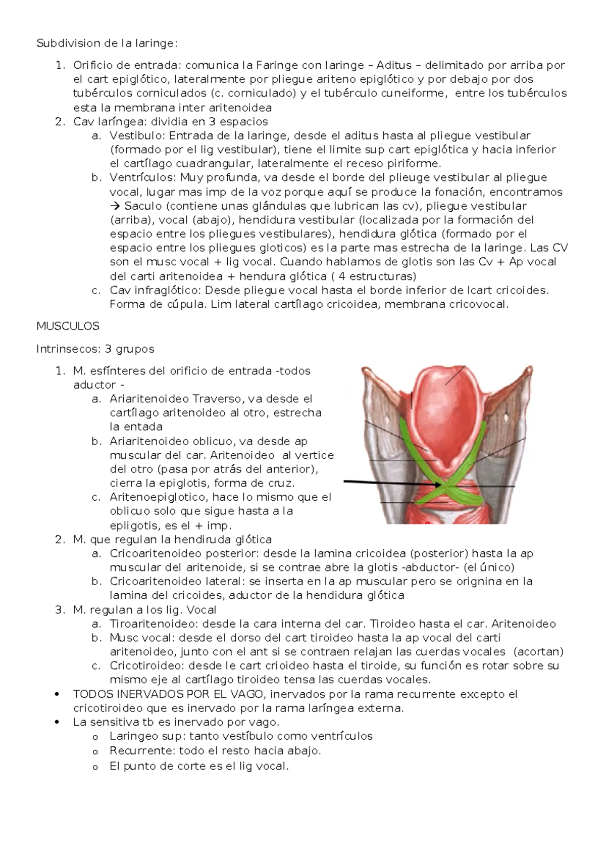 Laringe y sus musc - desarrollo de los musculos con su inervacion ...