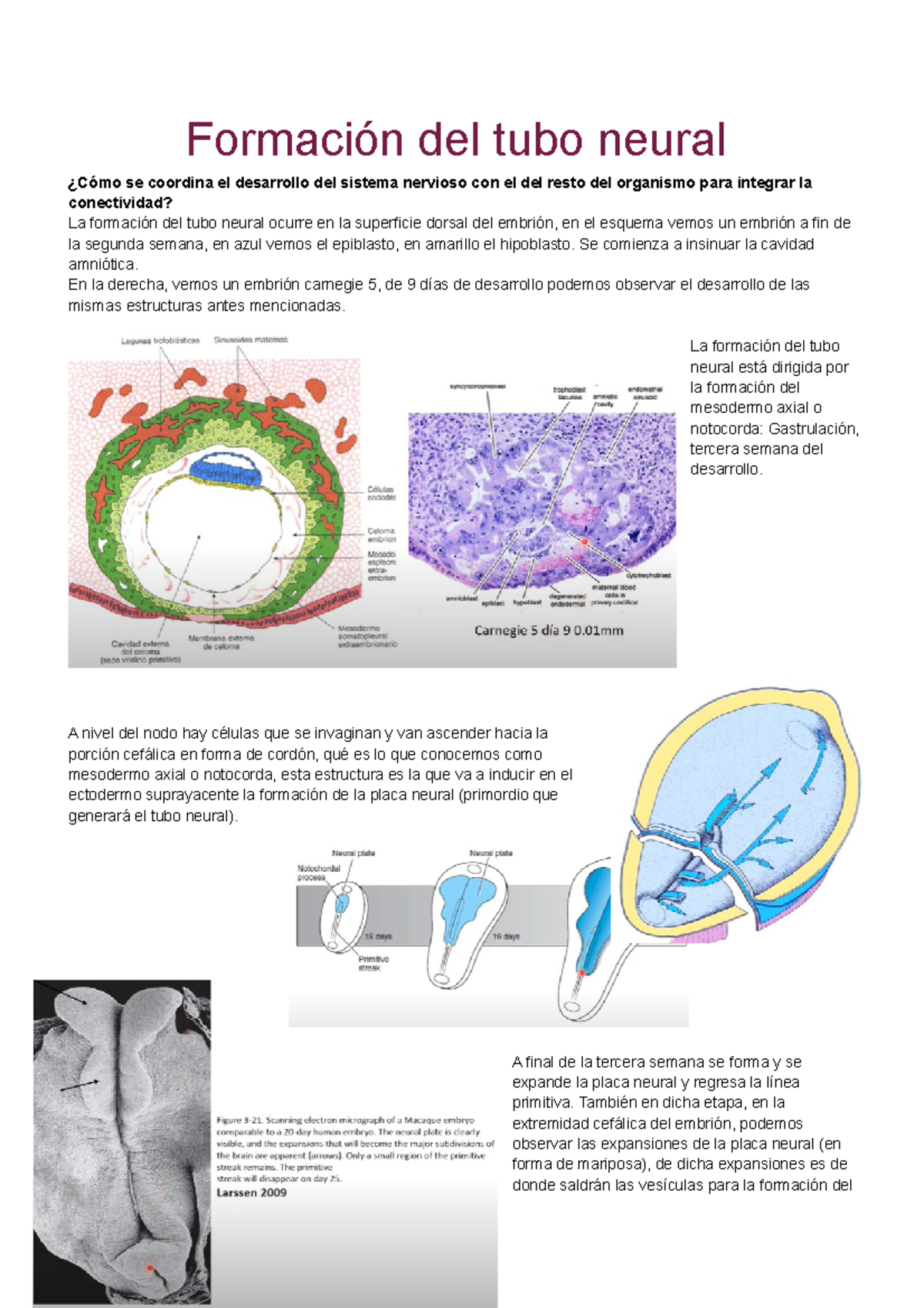 Desarrollo del Tubo Neural y Cresta Neural en Embriología (SN) - Studocu
