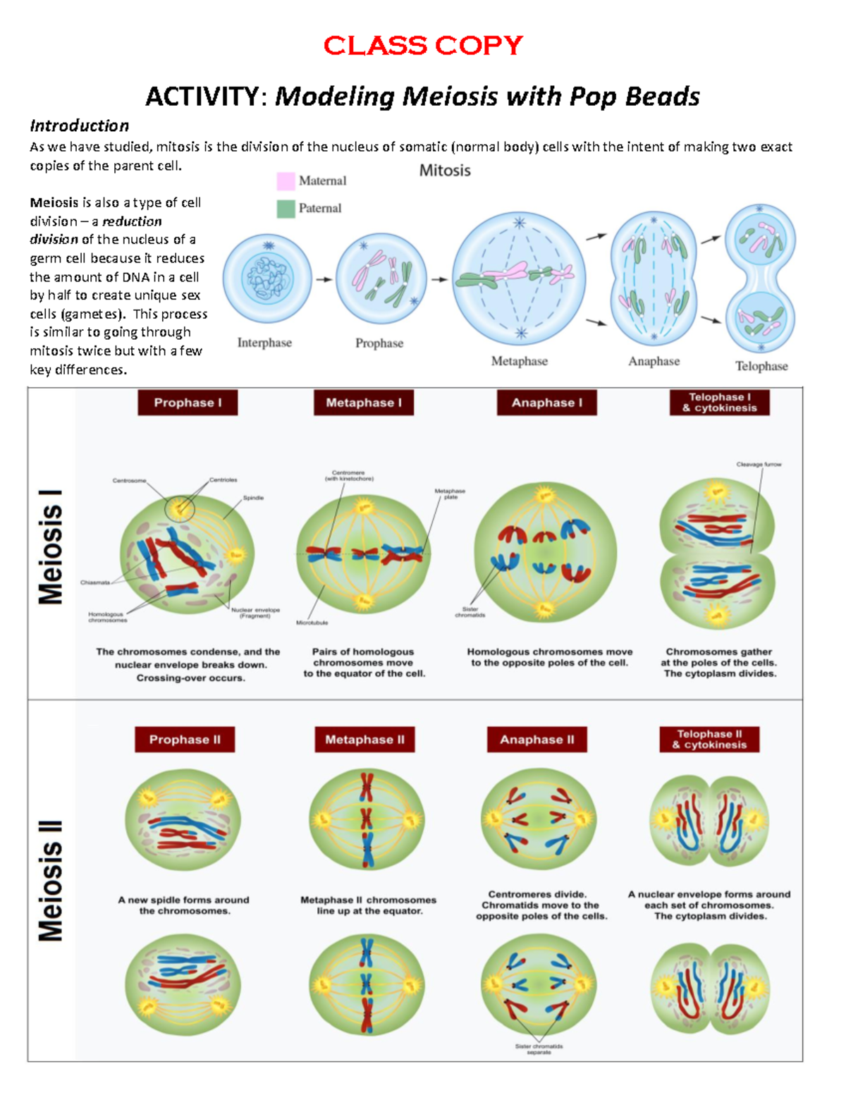 Meiosis With Pop Beads - Biology notes - CLASS COPY ACTIVITY: Modeling ...