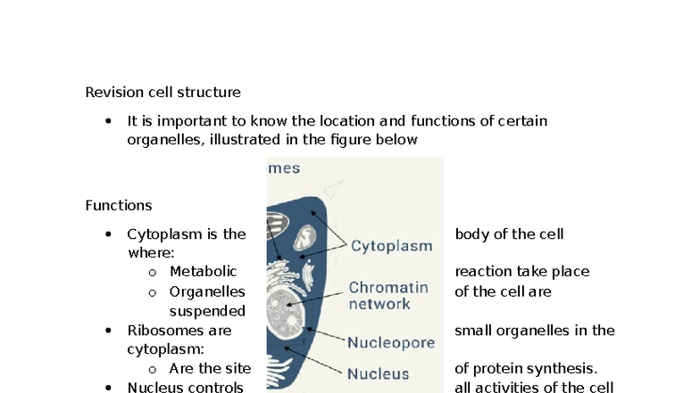 DNA Replication: Understanding Cell Structure and Functions - Studocu