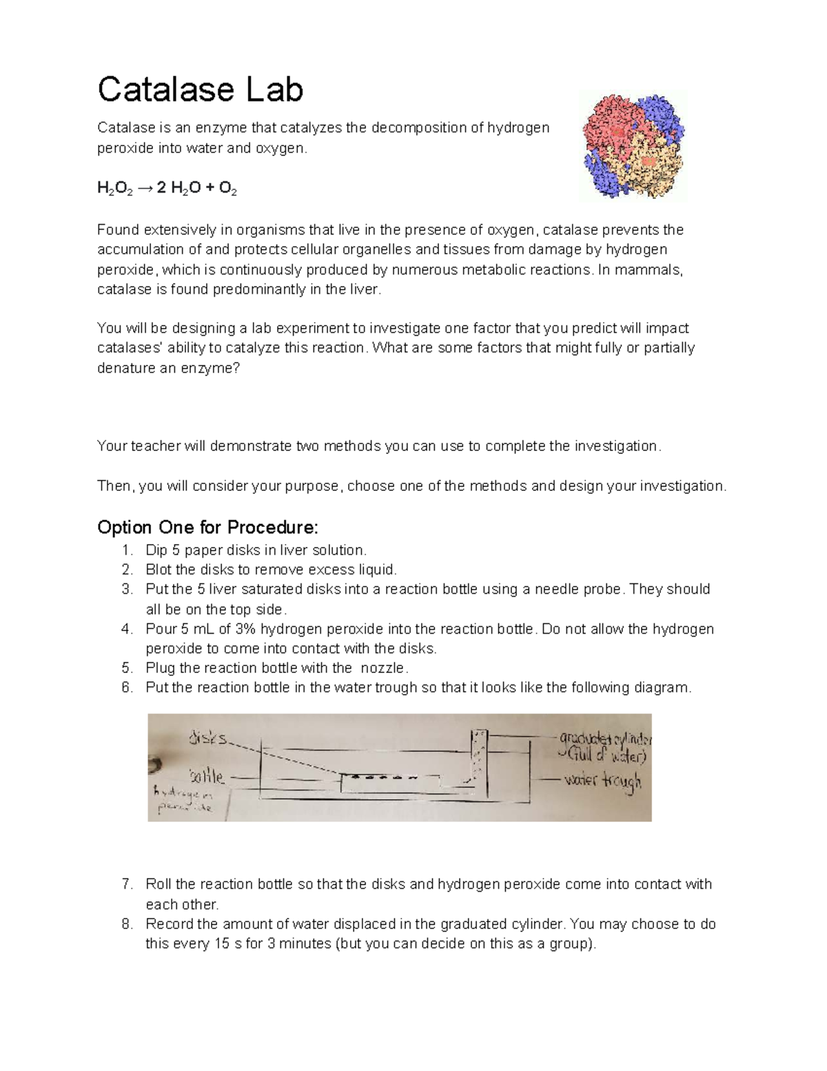 Catalase Lab Instructions: Investigating Enzyme Activity - Studocu