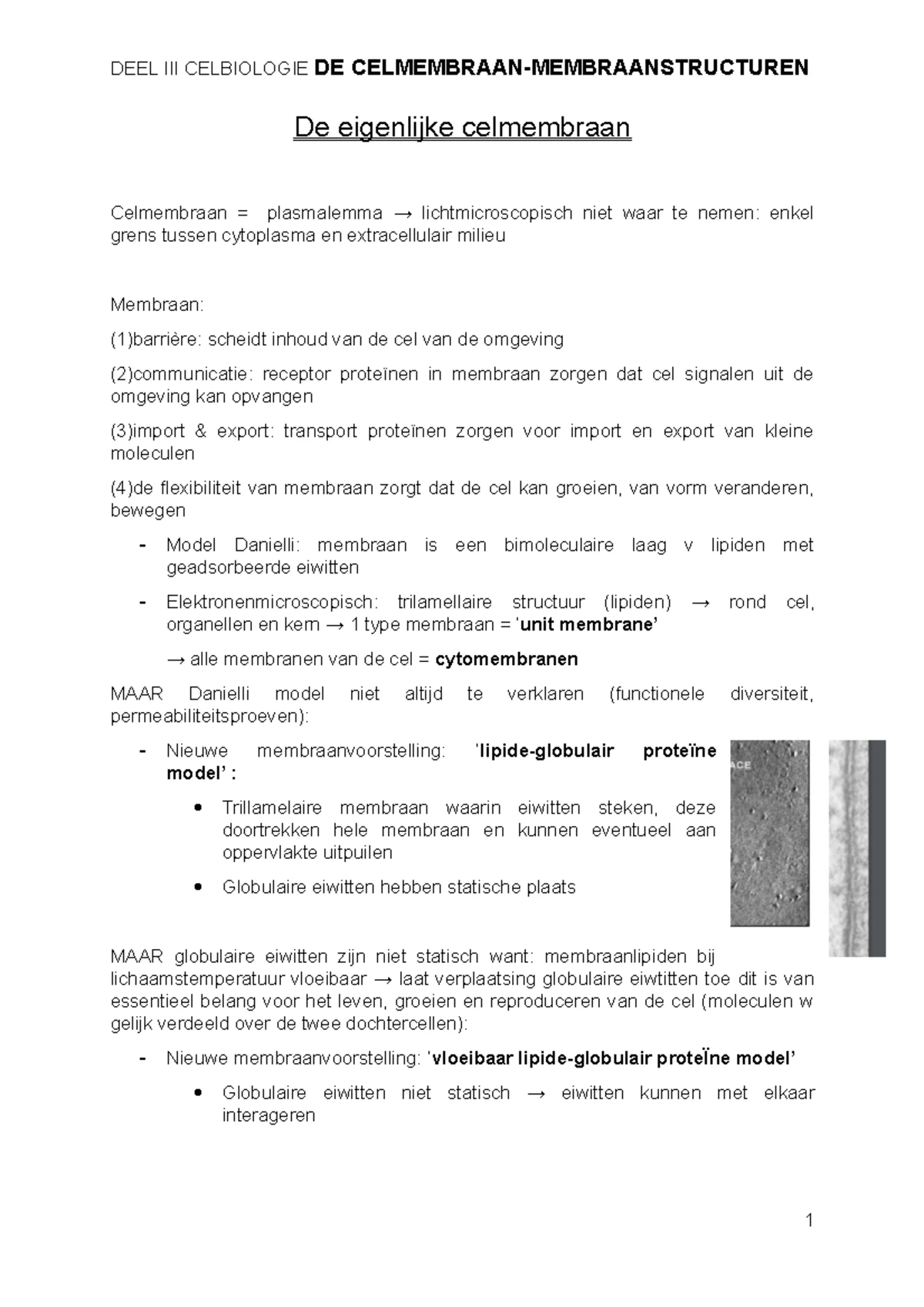 Epitheelweefsel - 2 kanten - Apicaal: bovenkant - Basaal: onderkant ...