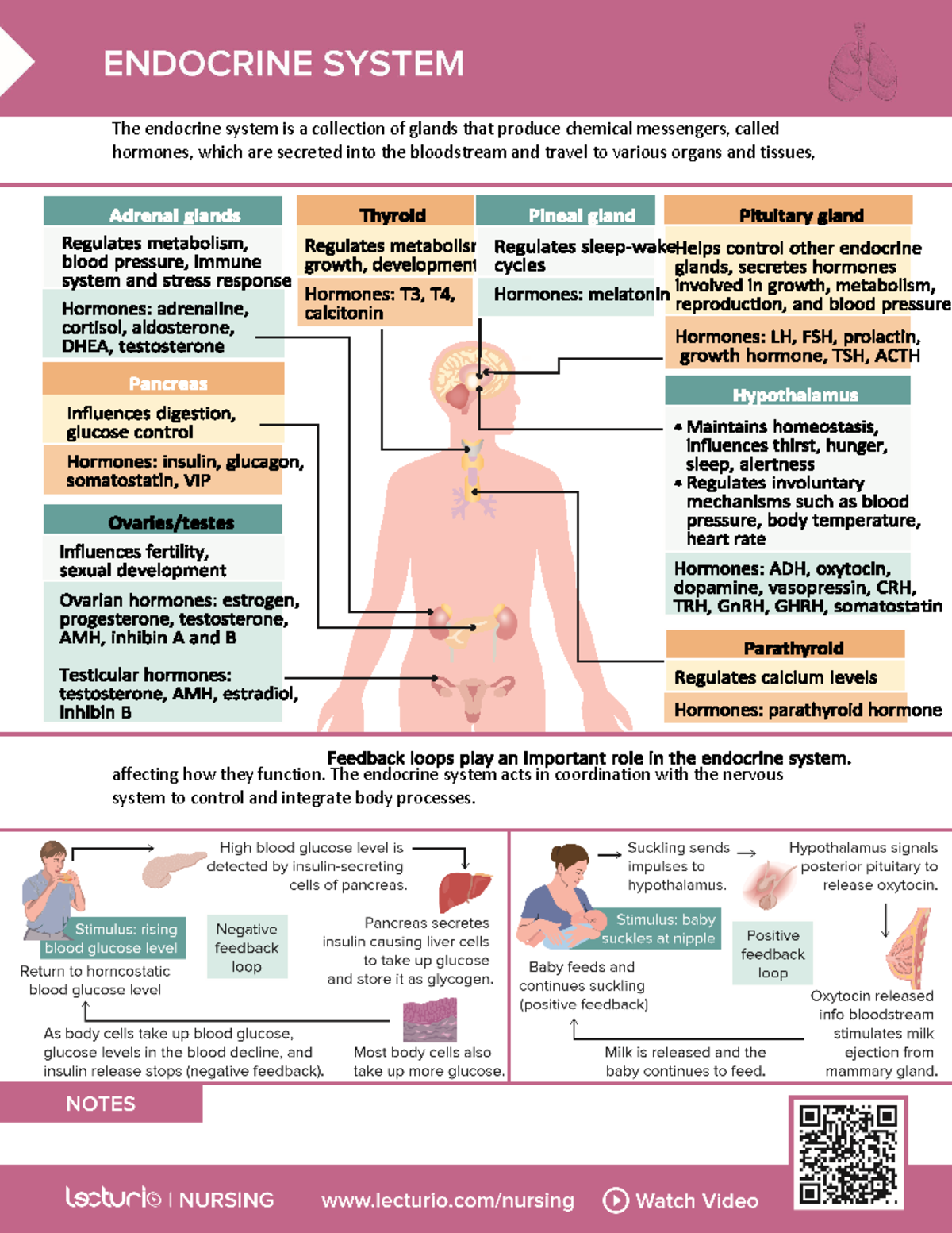 Wk. 10 Endocrine System Guided Notes on Hormonal Disorders and Feedback ...