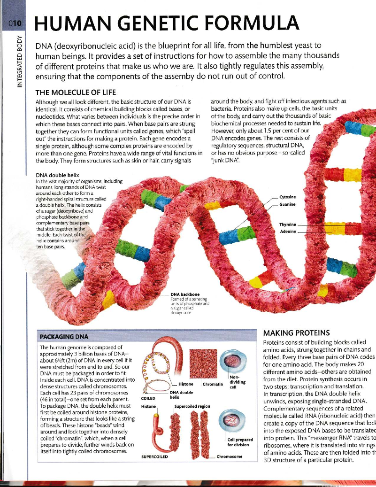 HUMAN GENETICS: DNA Structure & Protein Synthesis (BIO 101) - Studocu