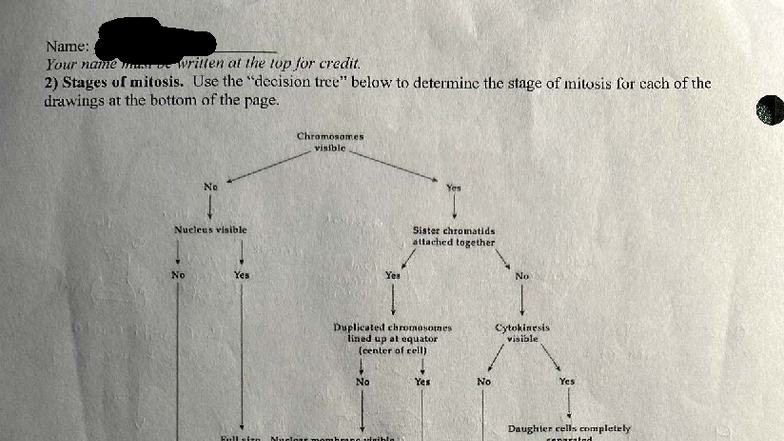 Lab Report #7: Stages of Mitosis Analysis - Studocu