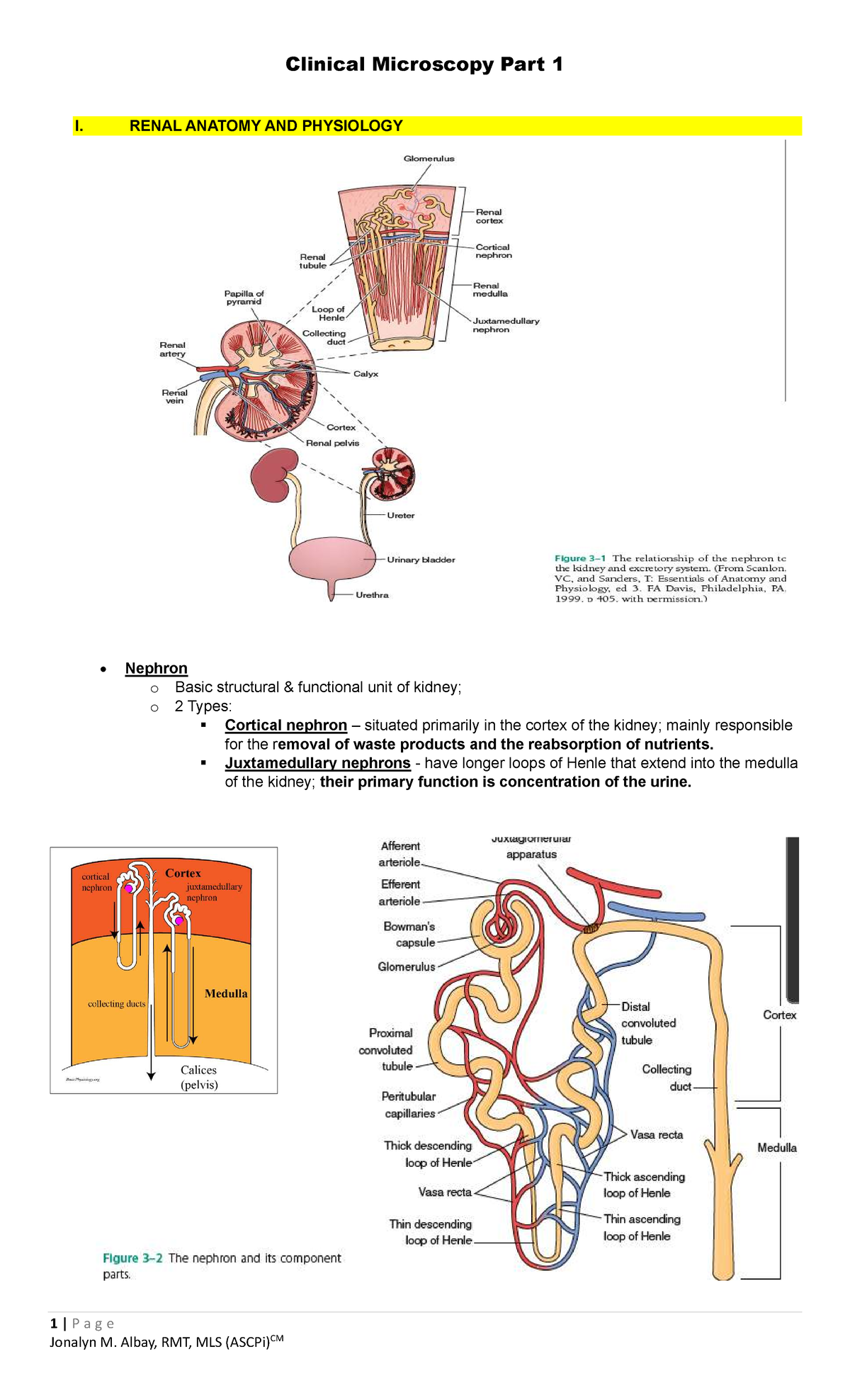 CM 2025 - Clinical Microscopy Part 1: Renal Anatomy & Functions - Studocu