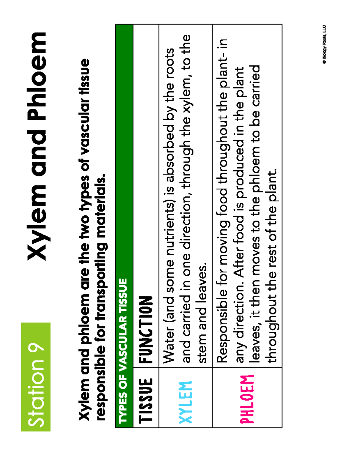 Plant Transpiration Stations: Xylem & Phloem Functions - Studocu