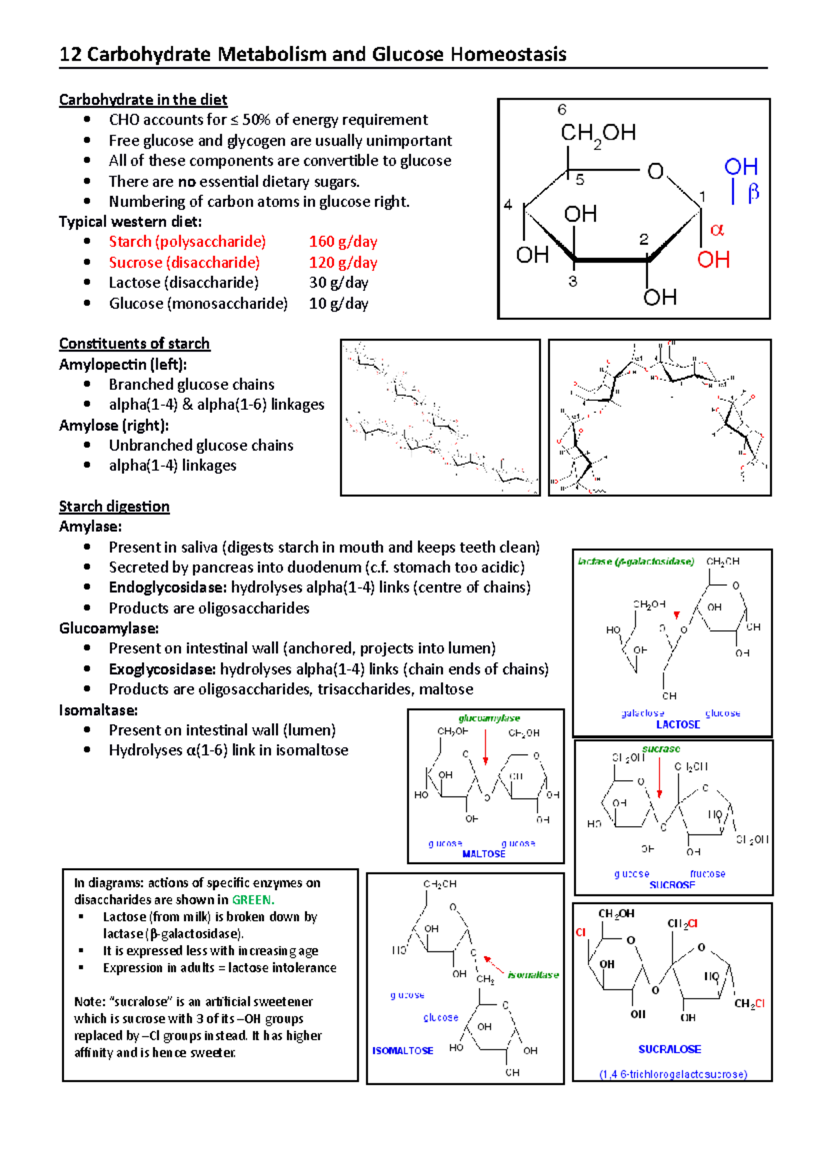Chapter 12: Carbohydrate Metabolism & Glucose Homeostasis Overview ...