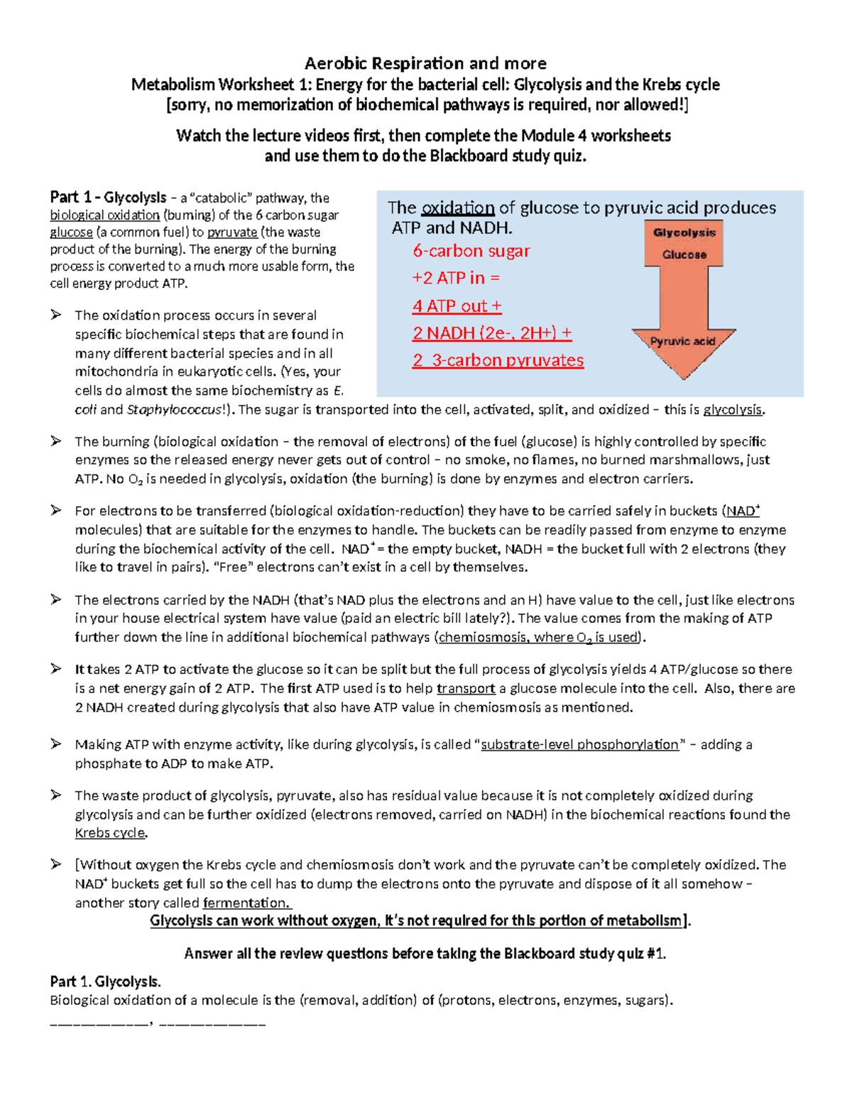 Aerobic Respiration 1: Glycolysis & Krebs Cycle - Metabolism Worksheet ...