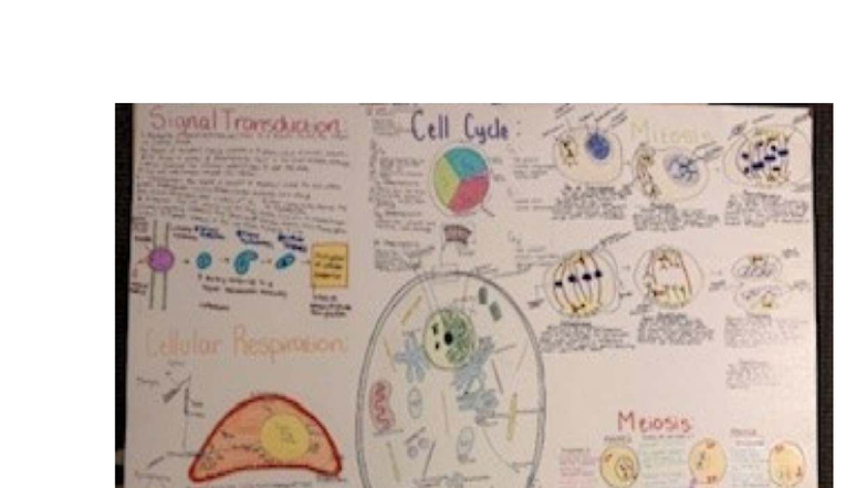 BIO 181 Cell Poster - BIO-181 - Transduction Cell Cycle : Cellular ...