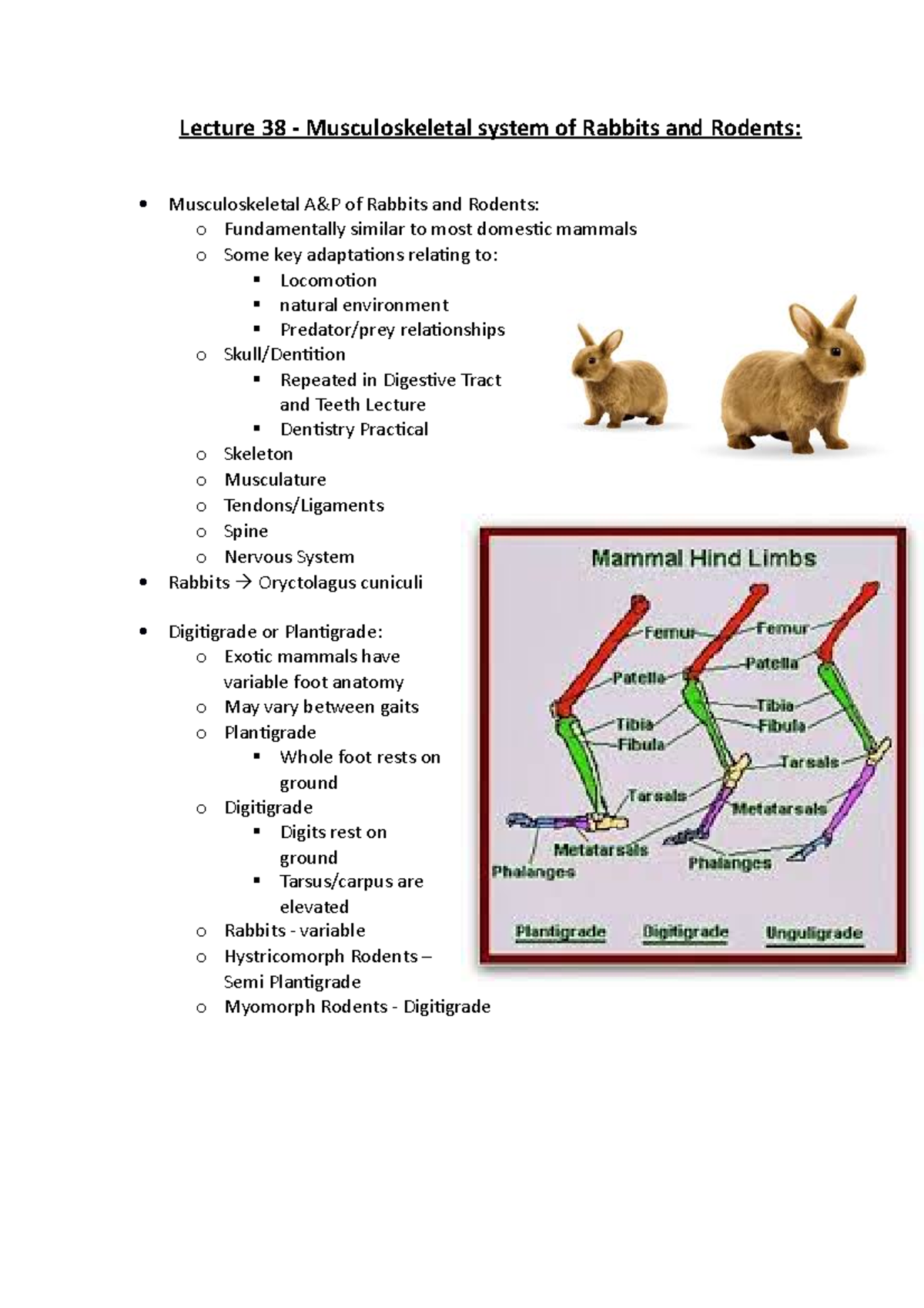Lecture 38 - Anatomy and Physiology of Rabbit and Rodent ...
