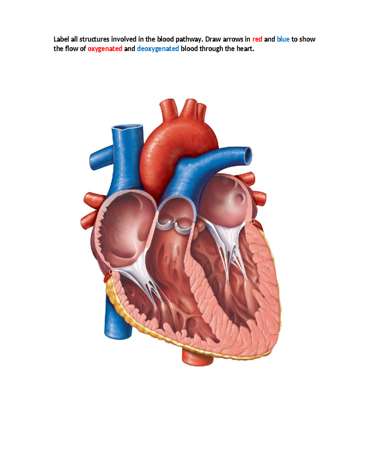 Heart Blood Flow Diagram - ENG 2103 - Label all structures involved in ...