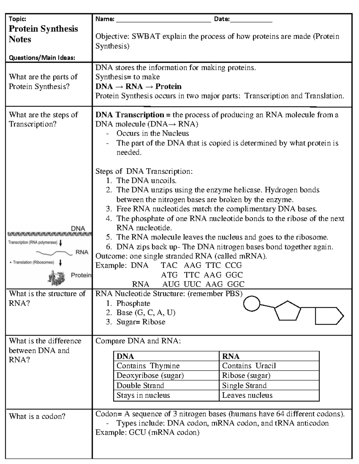 Protein Synthesis Notes: Overview of Transcription and Translation ...