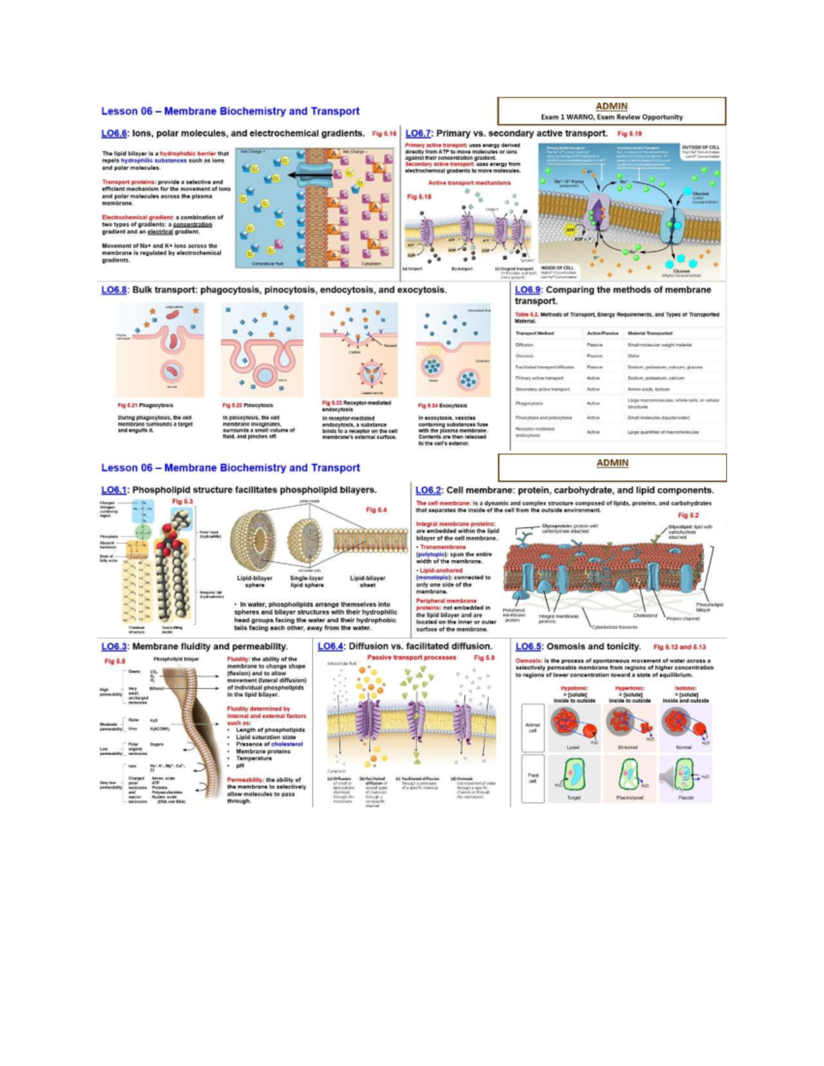 ADMIN Lesson 06 Membrane Biochemistry and Transport Exam Review - Studocu