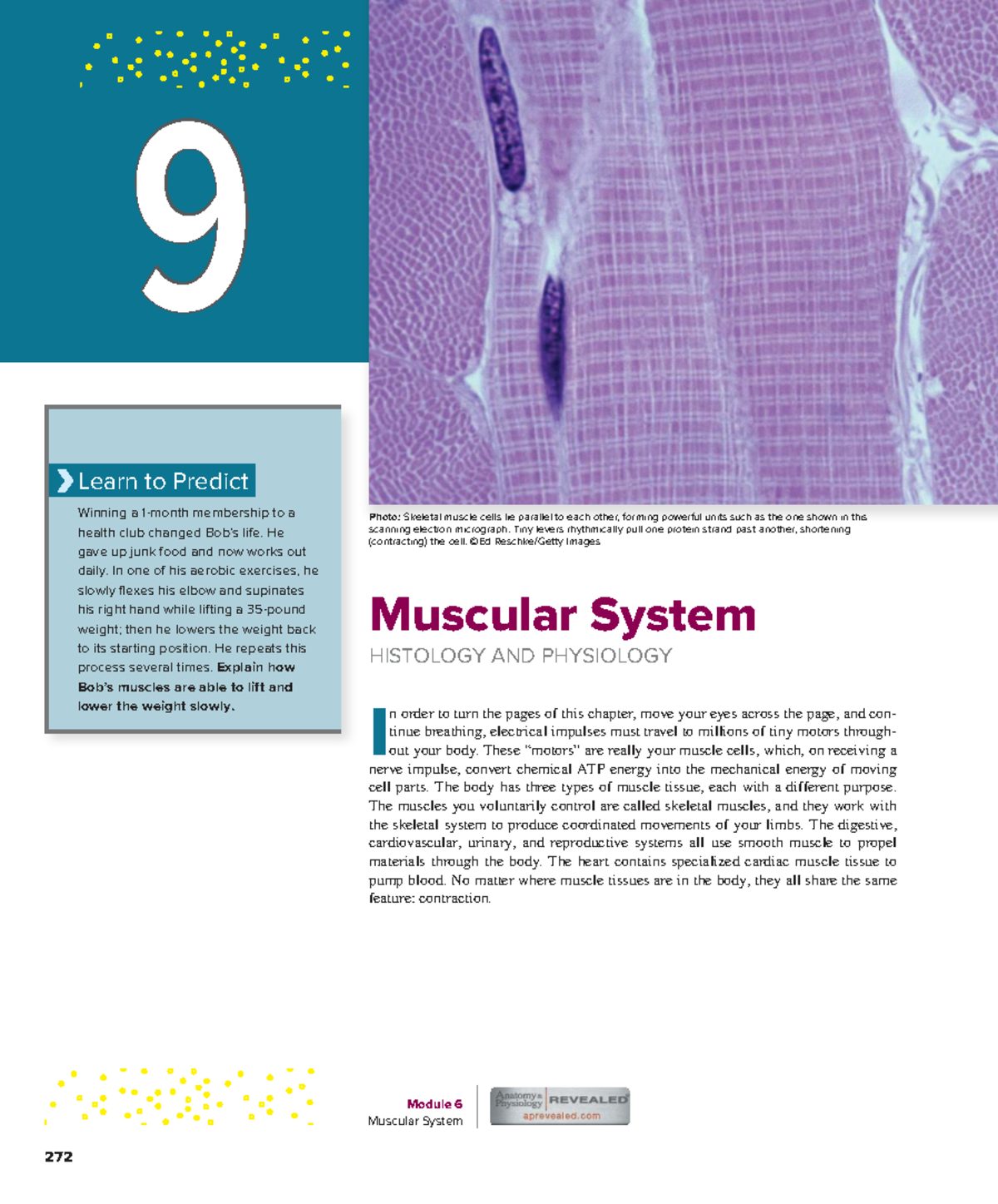 9 Muscular System: Histology and Physiology - Understanding Muscle ...