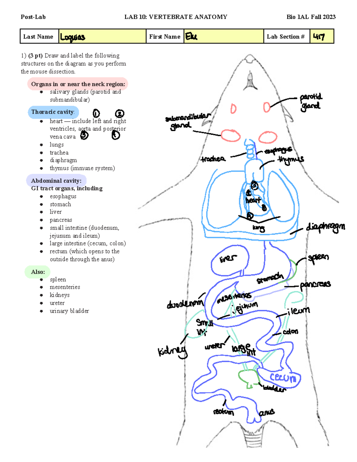 Lab 10 - Post-lab Report on Vertebrate Anatomy Fa23 - Studocu