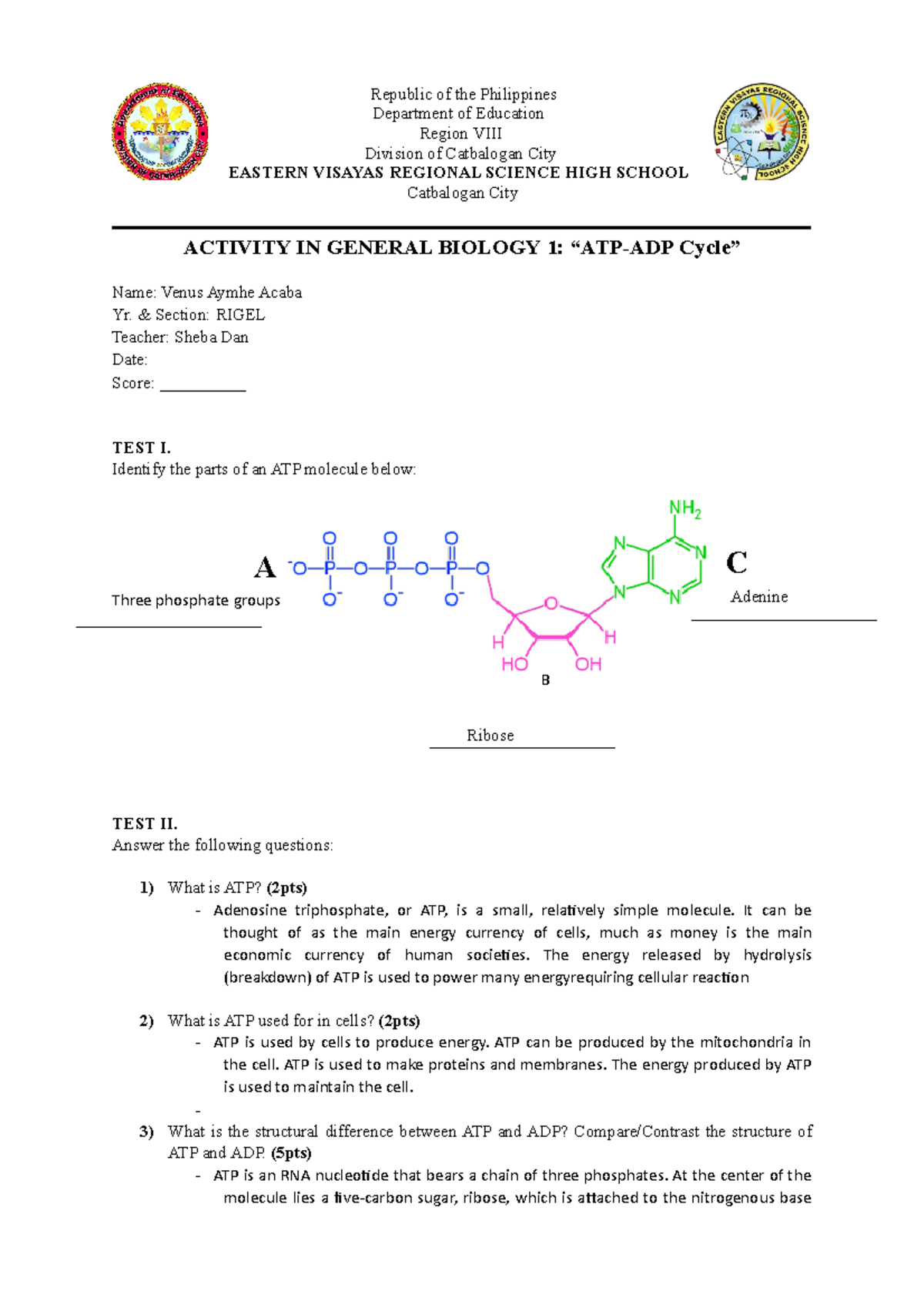 ATP-ADP Cycle Activity for General Biology 1 (GBIO 101) - Studocu