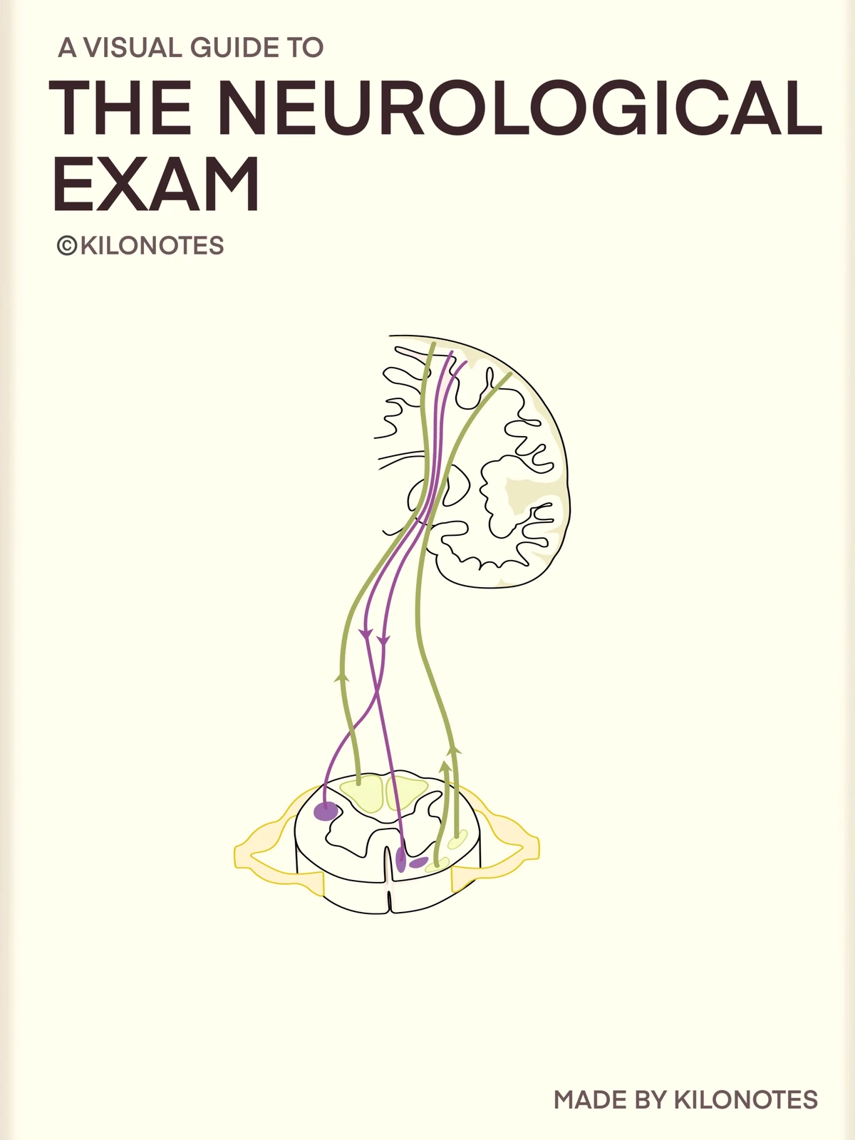 Nervous System Notes (CNS & PNS) - Comprehensive Visual Guide - Studocu