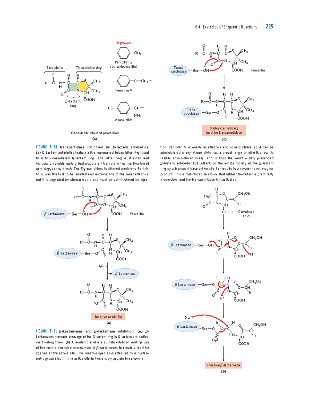 Understanding Blood Coagulation: Mechanisms & Regulatory Pathways (BIO 225) - Studocu