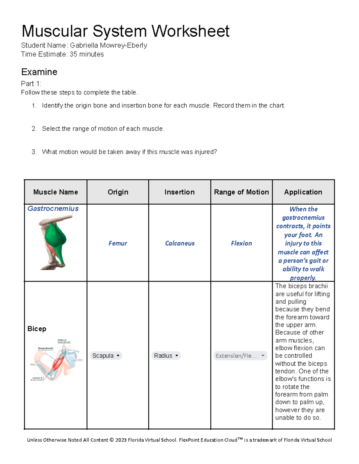Muscular System Worksheet - BIO 204 - Final Prep Guide - Studocu