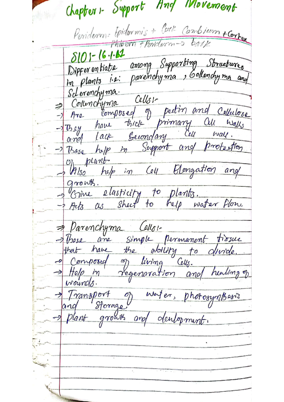 Support and Movement Notes - Class 12 Biology (CBSE) - Studocu