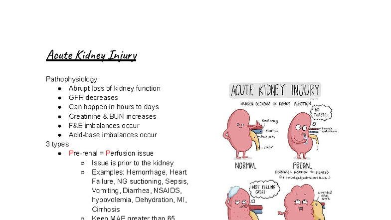 NUR 265: Acute Kidney Injury Pathophysiology Study Guide - Studocu