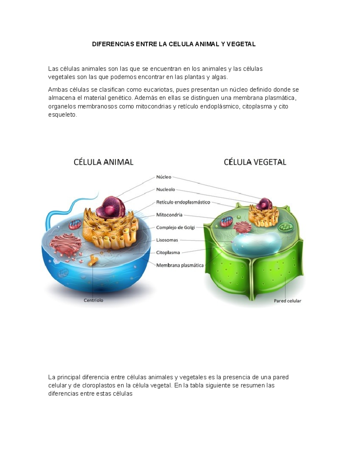 Todas Las Diferencias Entre Celula Animal Y Vegetal Mobile Legends