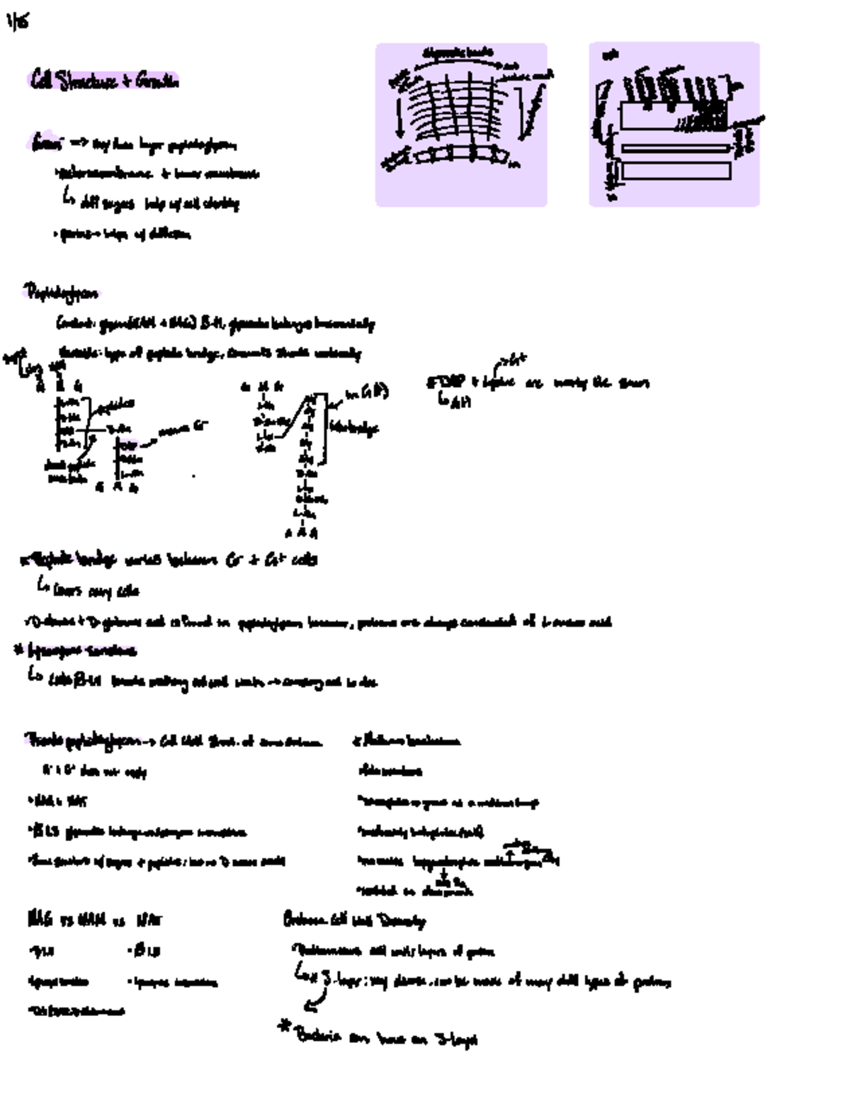 Microbio 2 - Intro Notes on Cell Structure & Growth - Studocu