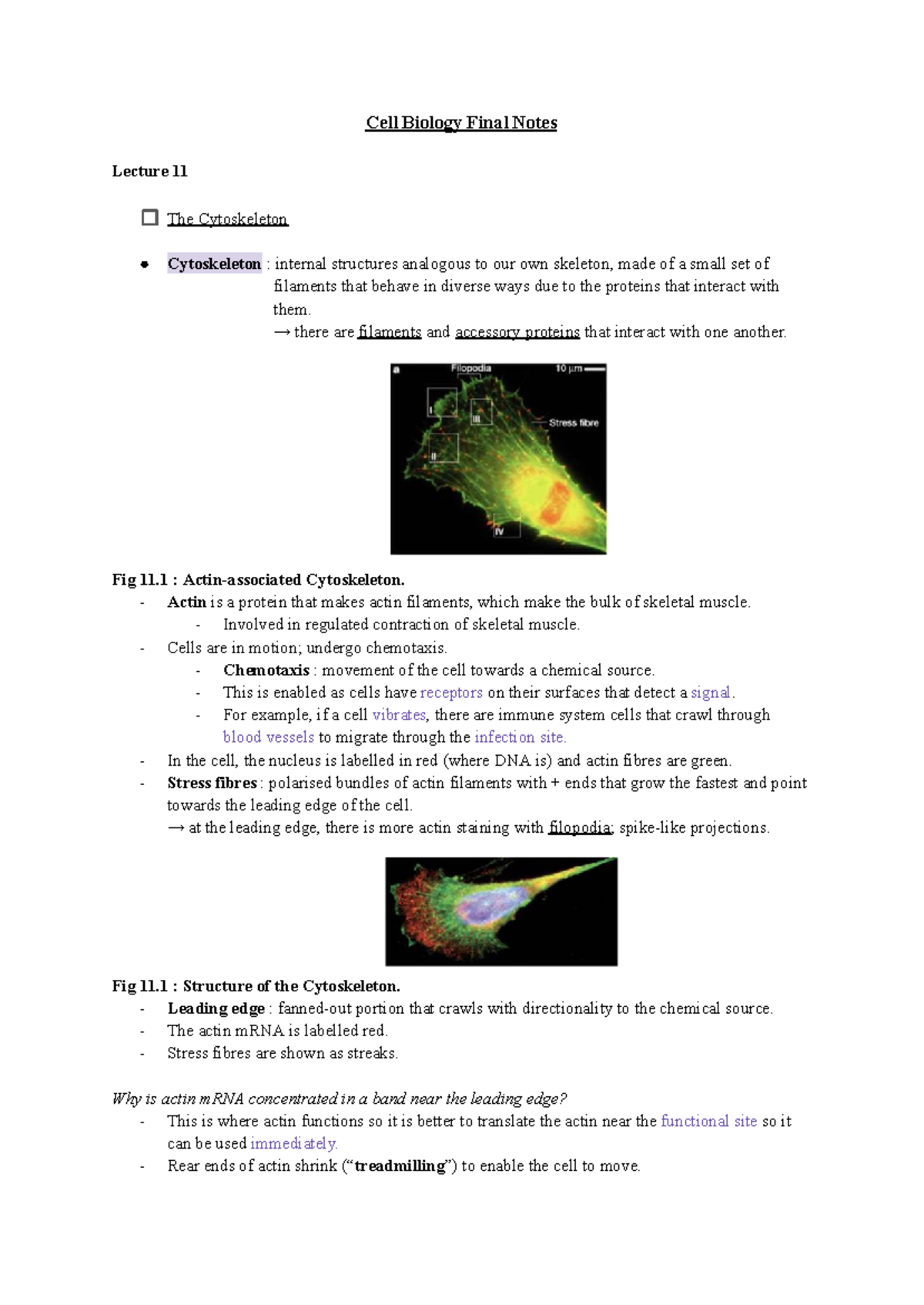 Cell Biology Final Notes: Lecture 11 - The Cytoskeleton and Motility ...