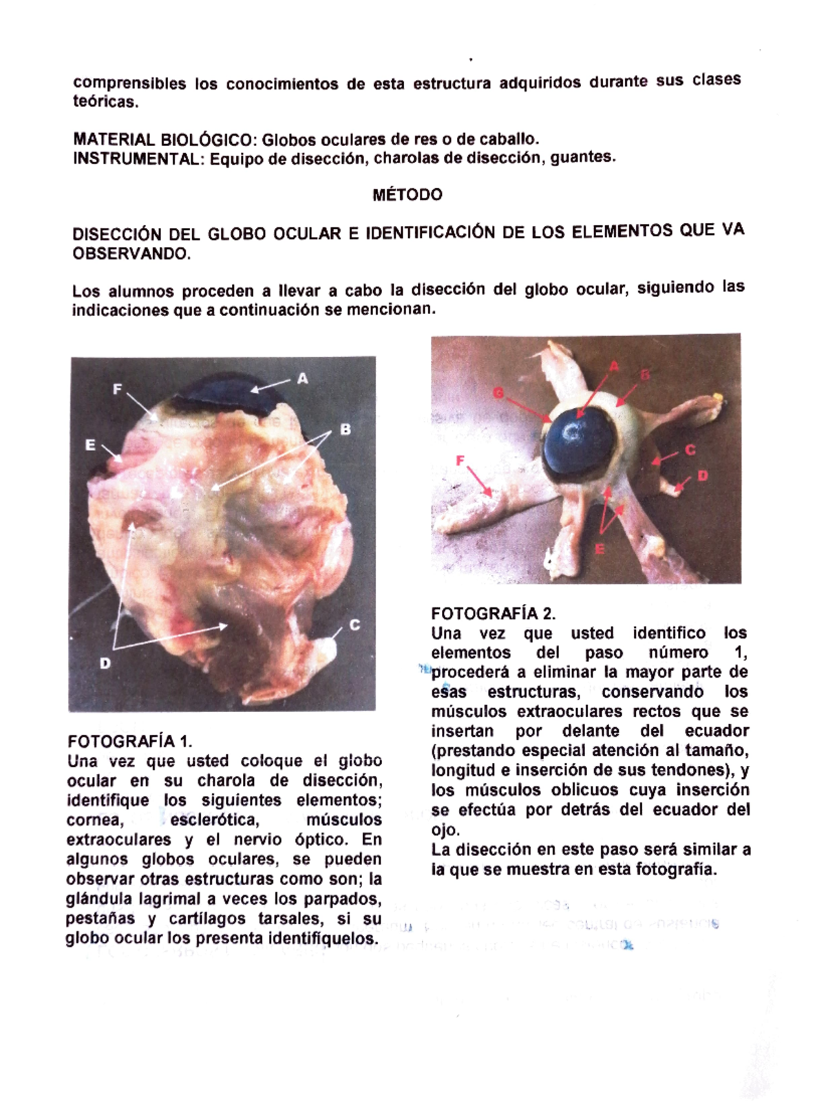 Hoja De Trabajo Con Respuestas Sobre La Disección Del Ojo De Una Vaca