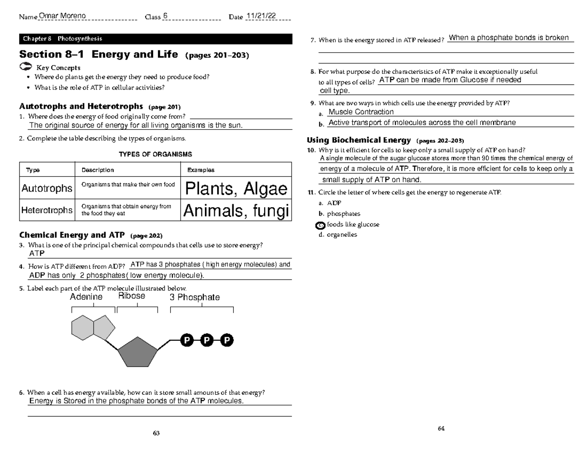 Chapter 9 Cellular Respiration Worksheet Answer Key