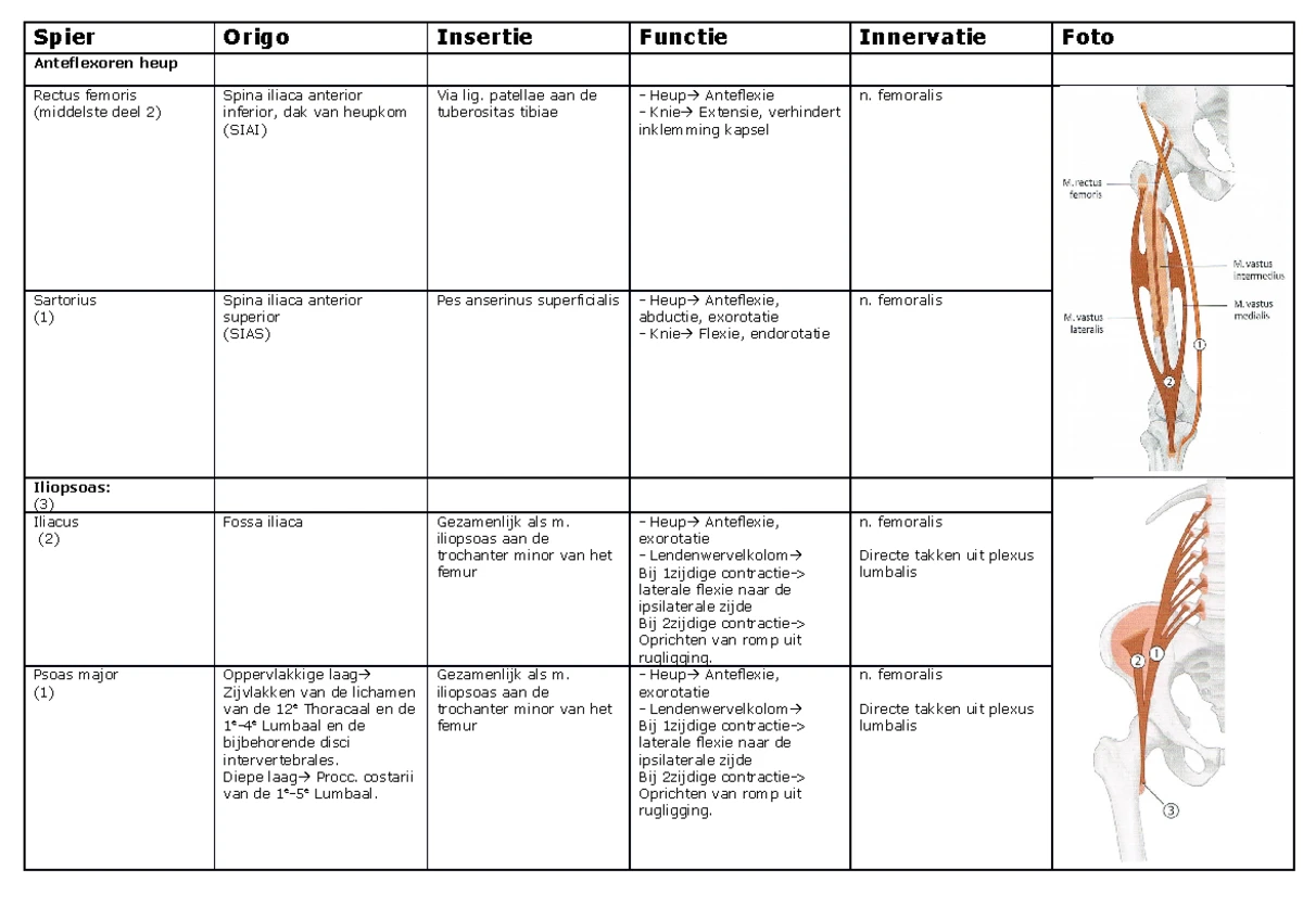 Anatomie van het bewegingsapparaat in beeld - Anatomie van de heup ...