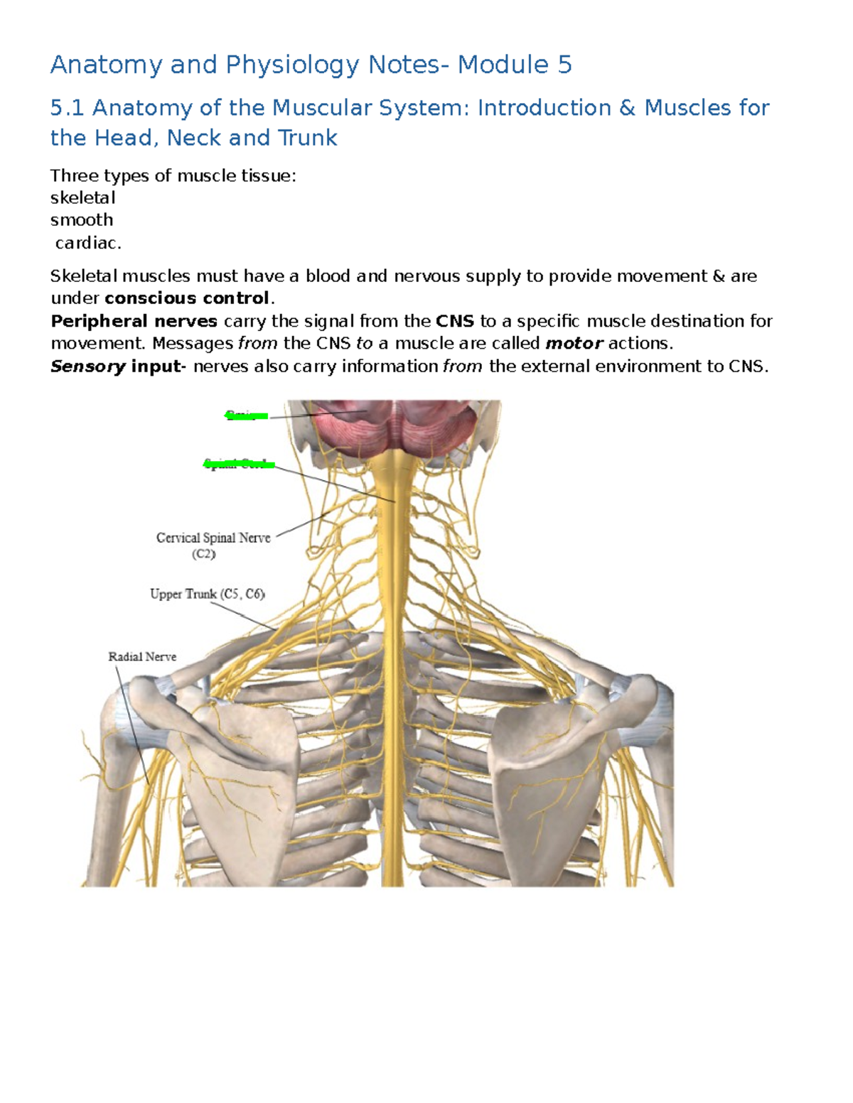 A&P Mod 5.1 Notes - Anatomy and Physiology Notes- Module 5 5 Anatomy of ...
