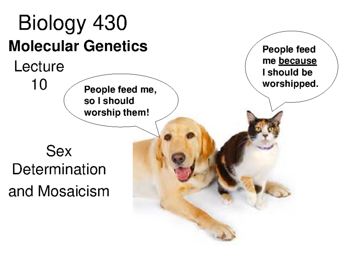 Biology 430 Lecture 10 Molecular Genetics Of Sex Determination