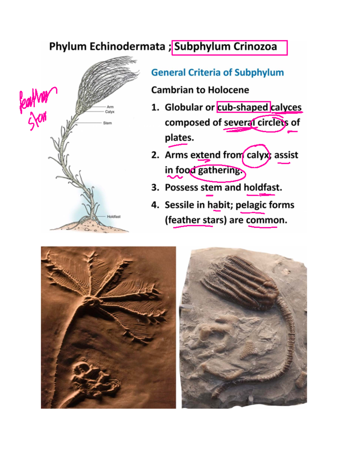 17-Phylum Echinodermata: Crinozoa & Blastozoa Overview - Studocu