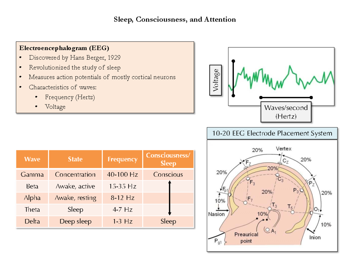 Neurobiology of Attention Disorders: ADHD Treatments & Mechanisms (PSY ...