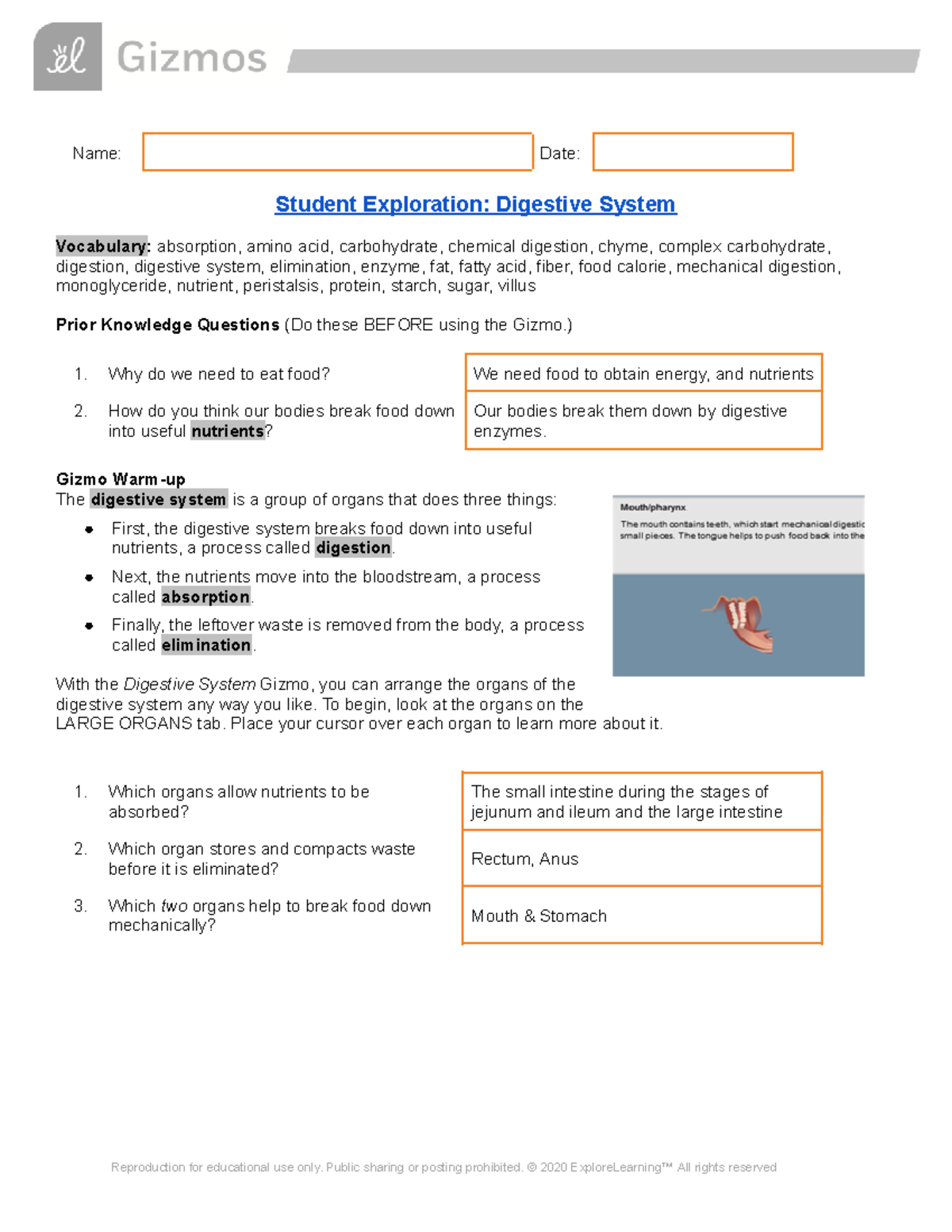 Digestive System Exploration with Gizmo Activity Guide - Studocu