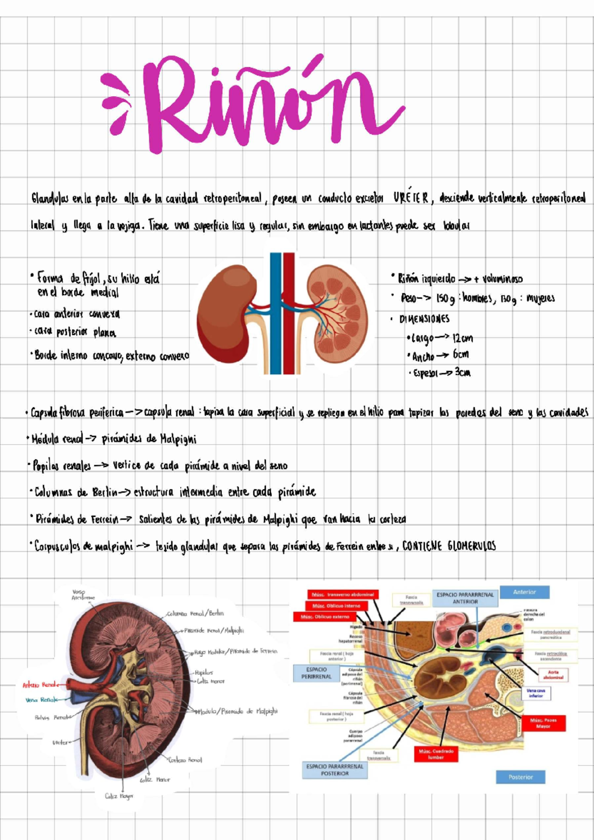 Anatomía del Riñón y Nefrona: Estructura y Función - Studocu