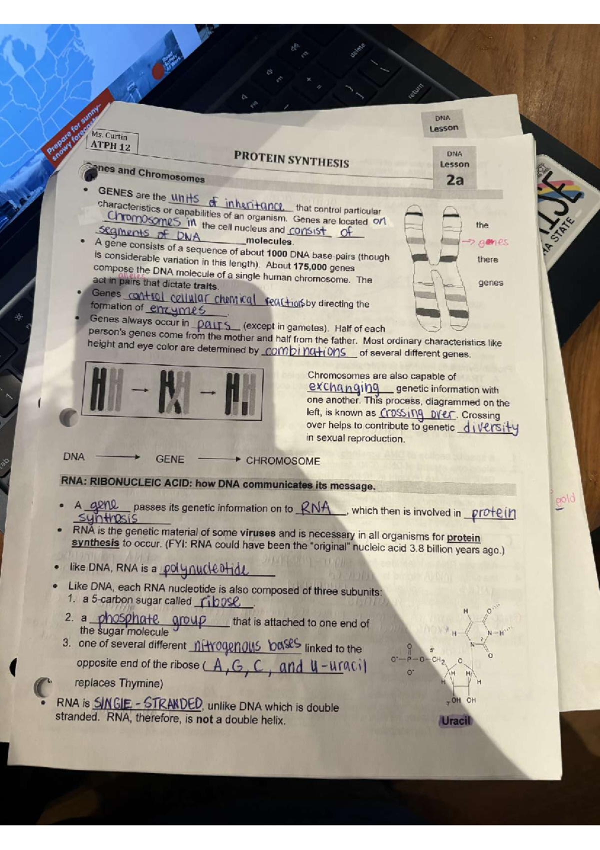 DNA & Protein Synthesis Lesson - ATPH 12 Bio Notes - Studocu