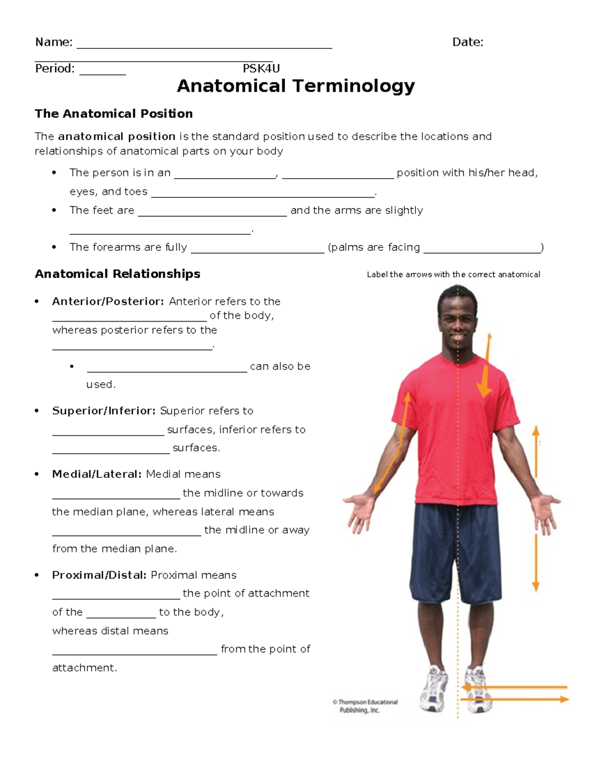 PSK4U Anatomical Terminology Worksheet: Understanding Positions - Studocu