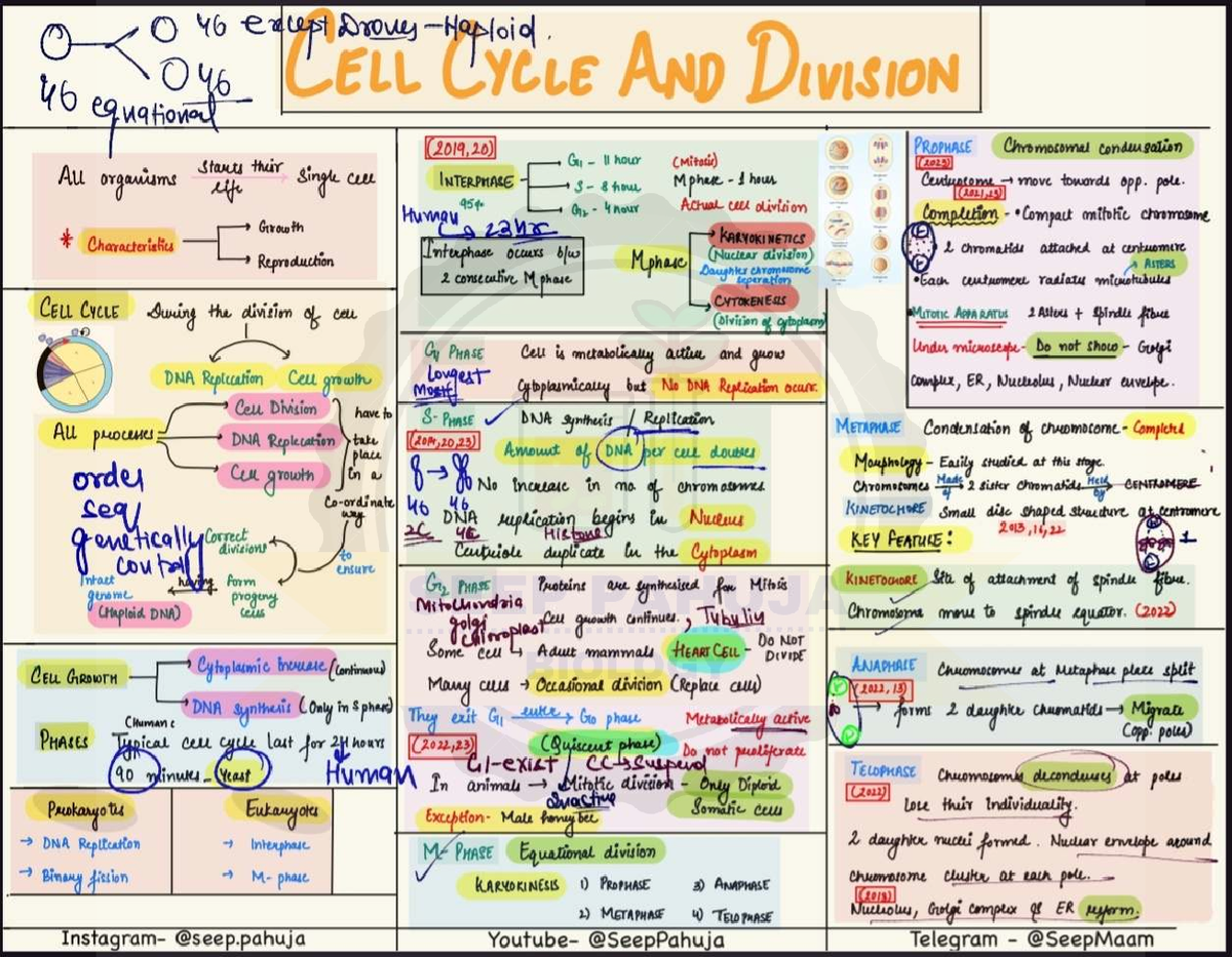 CELL CYCLE AND DIVISION: Mitosis and Meiosis Overview (BIO 101) - Studocu
