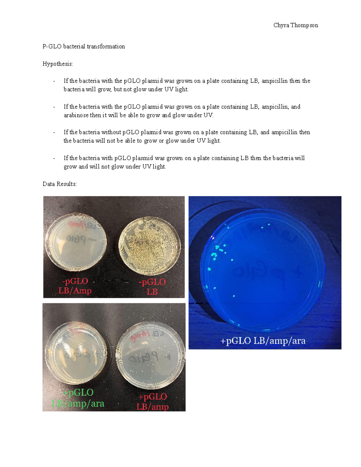 P-GLO bacterial transformation - Chyra Thompson P-GLO bacterial ...