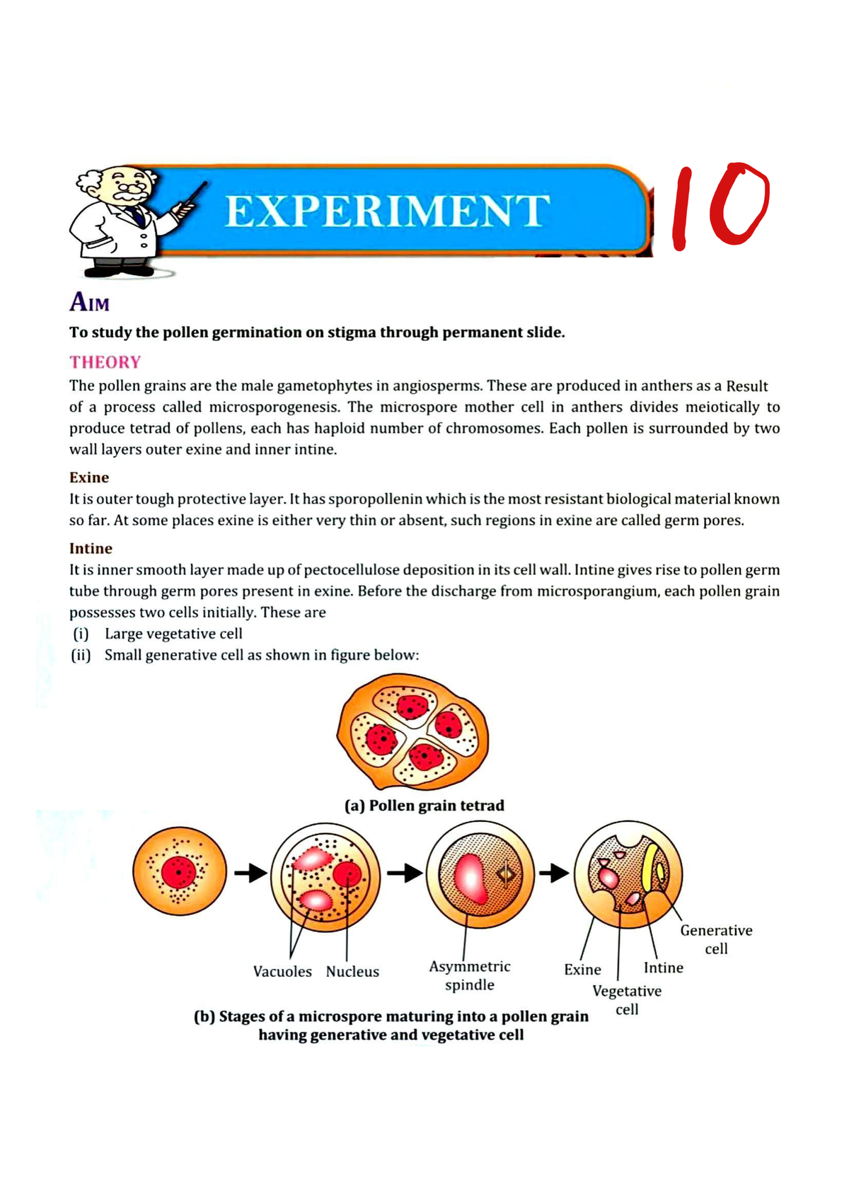 Experiment 10: Pollen Germination on Stigma - Study Guide - Studocu