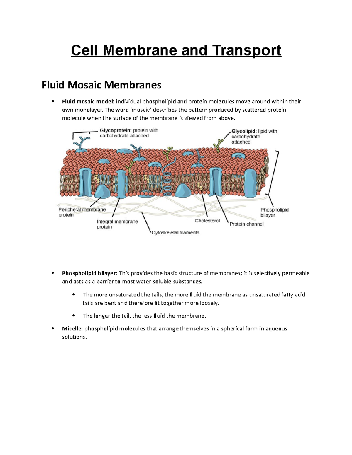 Cell Membrane Structure & Transport Mechanisms - BIOL 101 Lecture Notes ...