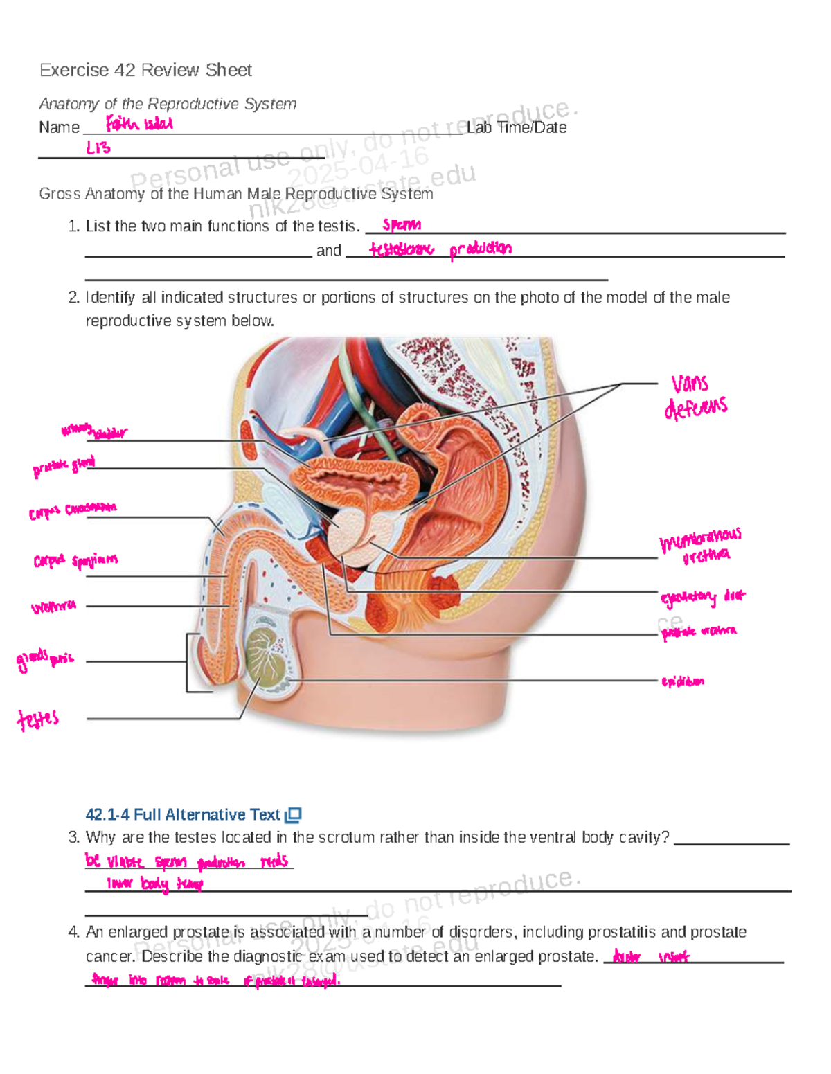 Anatomy 2077850 - Anatomy of the Male Reproductive System Review Sheet ...