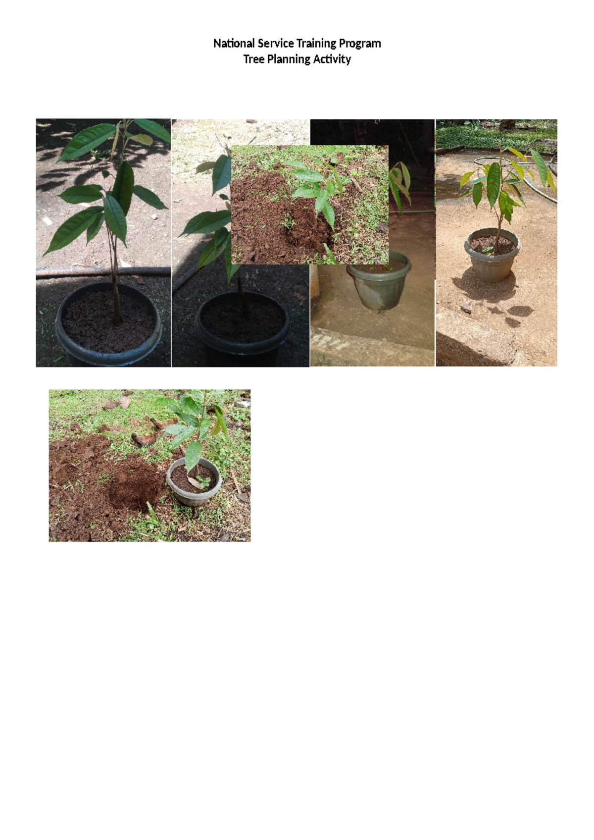 NSTP Tree Planting Activity Essay - Studocu