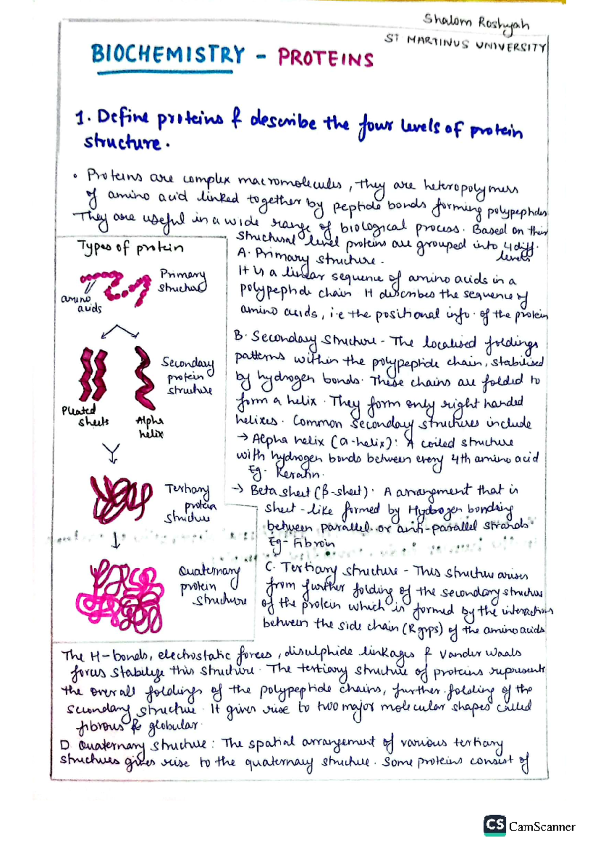 Biochemistry 101: Understanding Protein Structure and Synthesis - Studocu