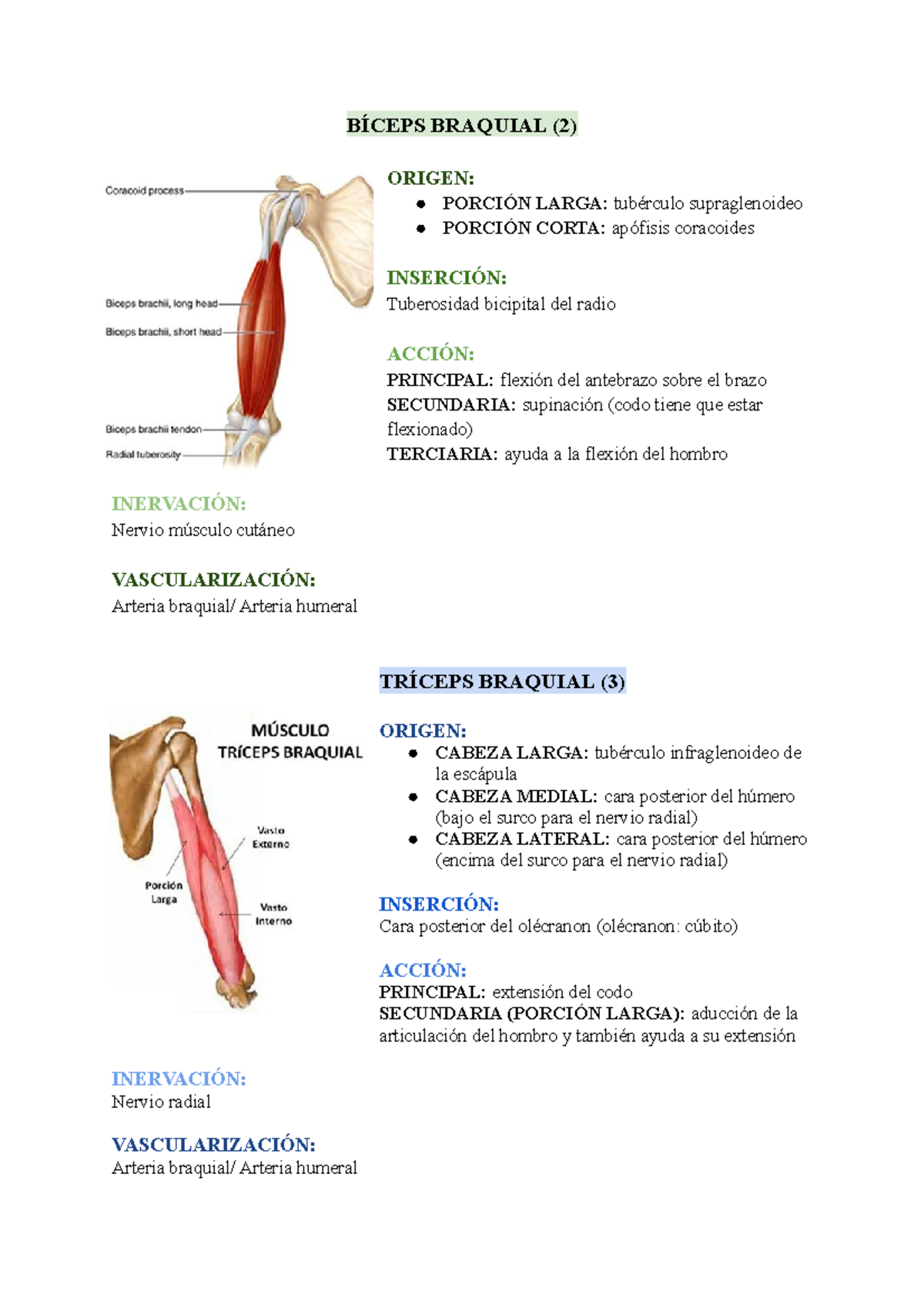 Estudio sobre músculos: origen, inserción, función e inervación - Studocu
