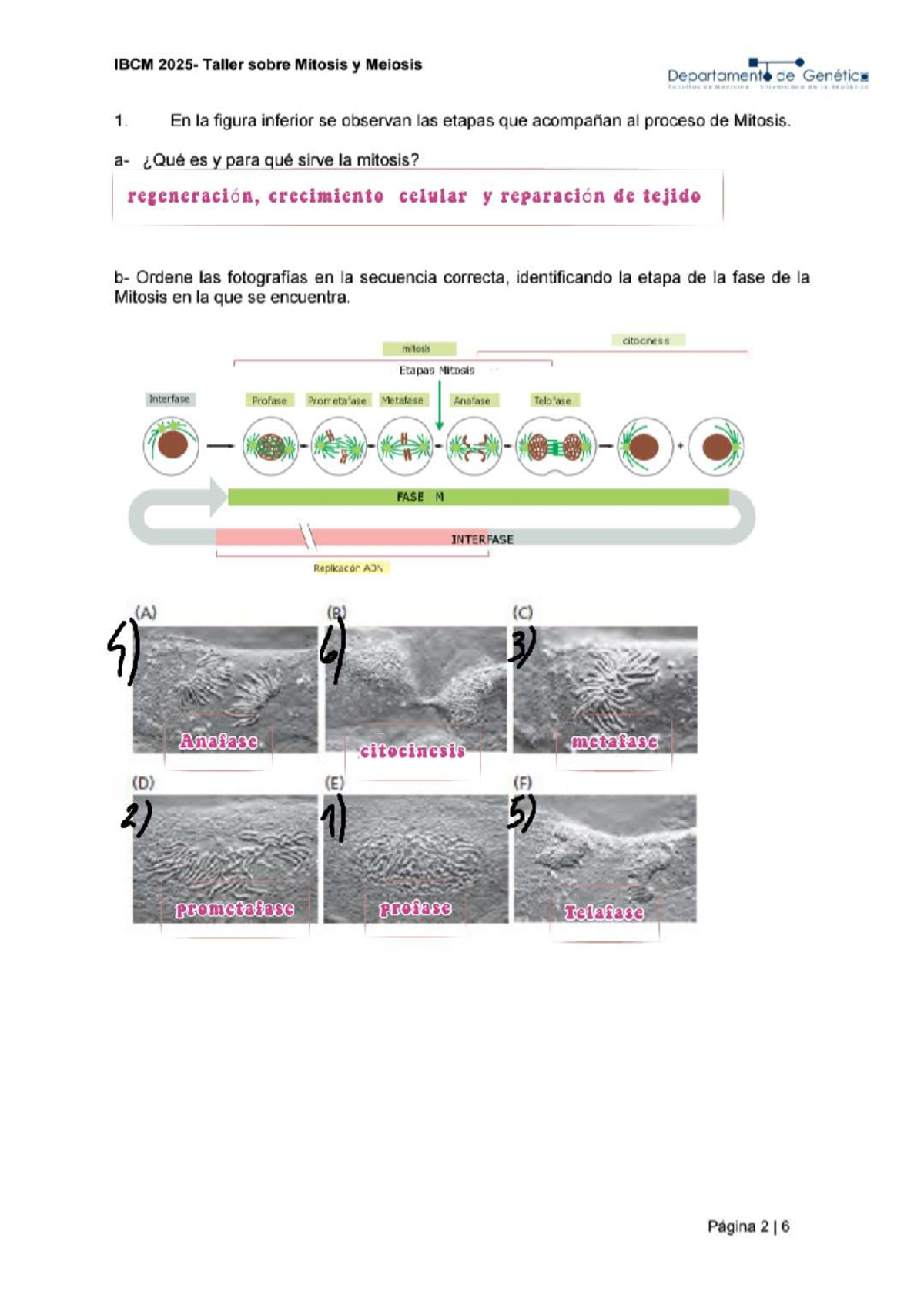 IBCM Taller sobre Mitosis y Meiosis - Genética Med 2025 - Studocu